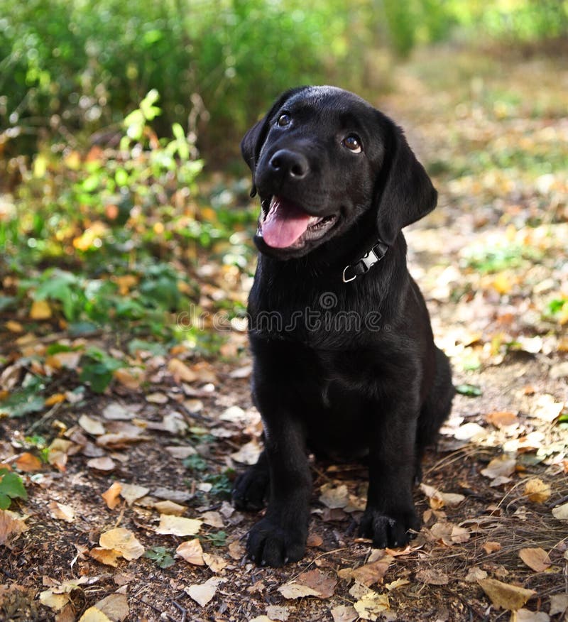 Puppies Black Labrador Retriever