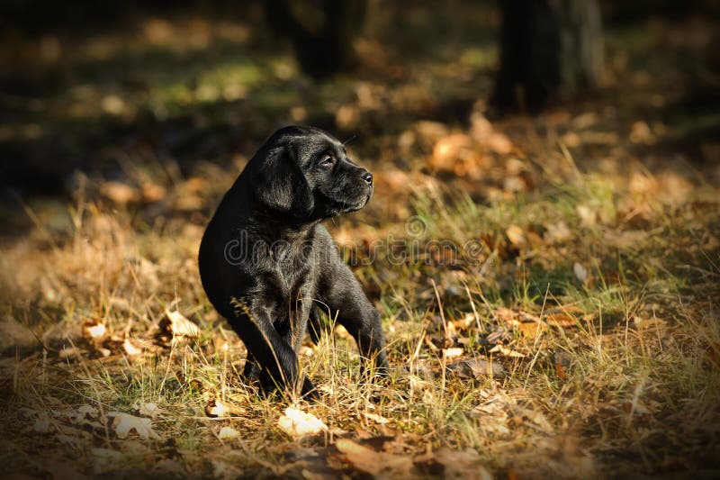 Autumn forest stock photo. Image of autumn, earth, fall - 22179622