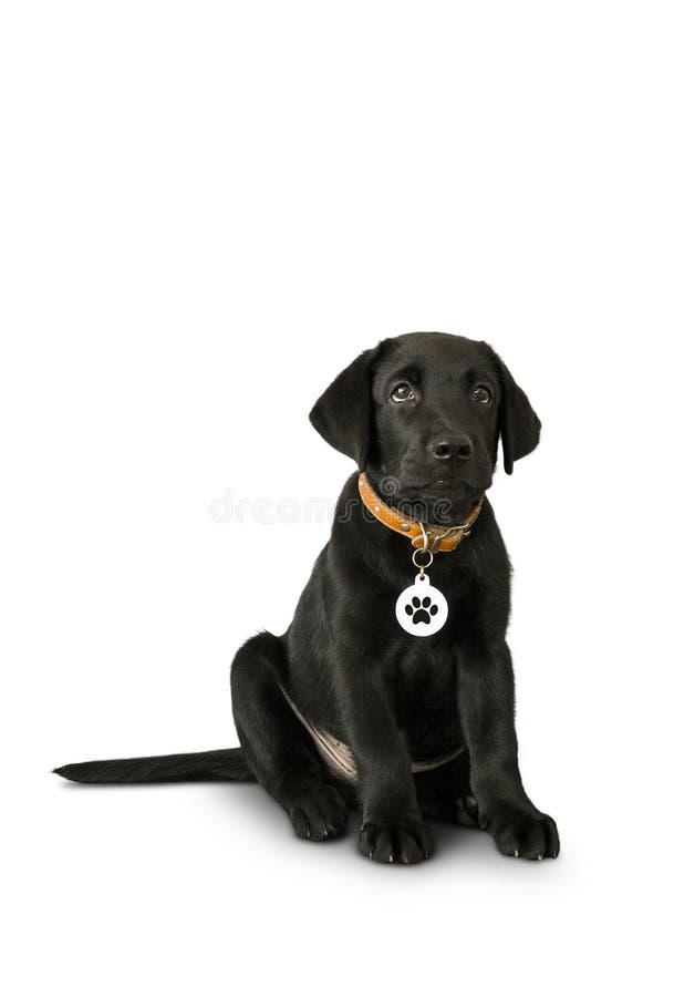 Labrador Retriever Puppy 5 Months Old Lying Stock Photos - Free ...