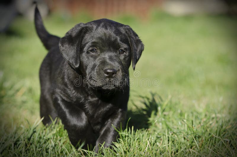 Black Labrador Retriever Puppy Stock Image - Image of happy, canine ...