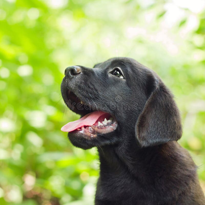 Black Labrador Retriever Puppy in the Yard Stock Photo - Image of black ...
