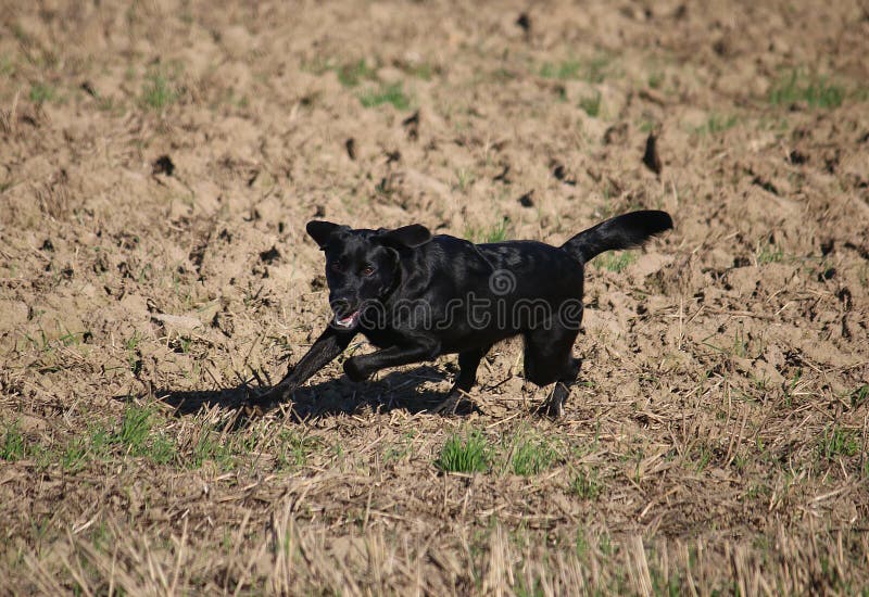 A Black Labrador Retriever is Running on a Sandy Field Stock Photo ...