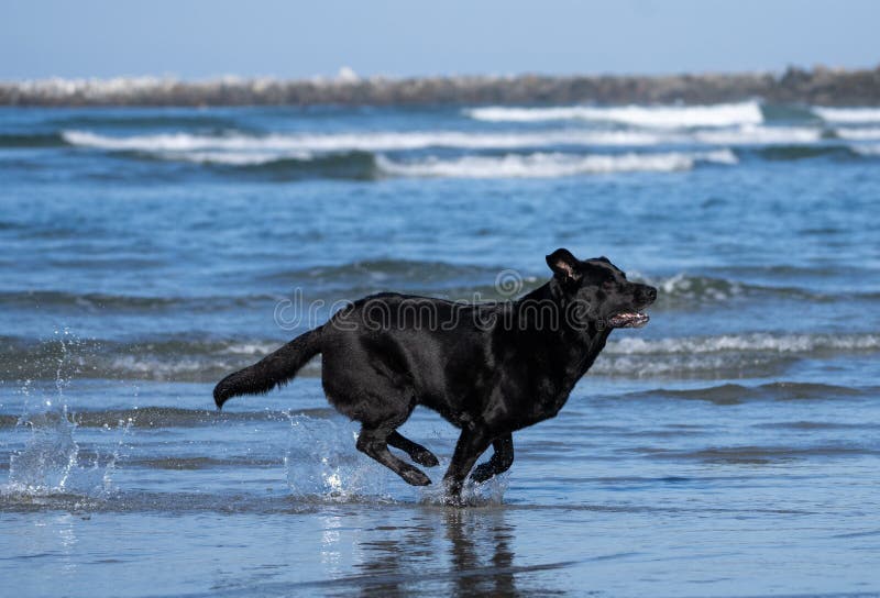 Black Labrador Retriever Running through the Water at the Beach Stock ...