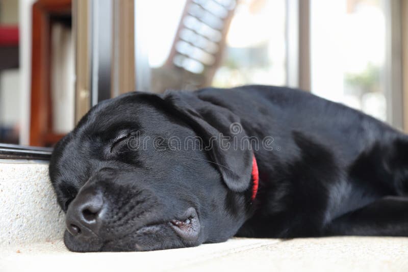 Black Labrador Retriever Sleeping Stock Image - Image of black, young ...