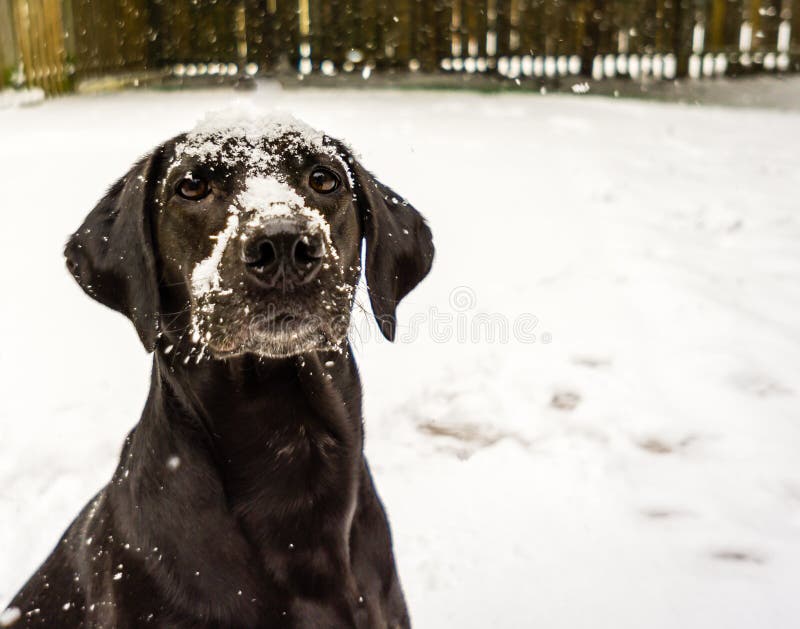 Black Labrador Retriever in the Snow Stock Image - Image of purebred ...