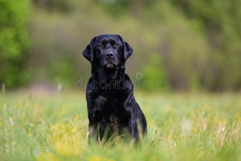 Black Labrador Retriever stock photo. Image of portrait - 147507788
