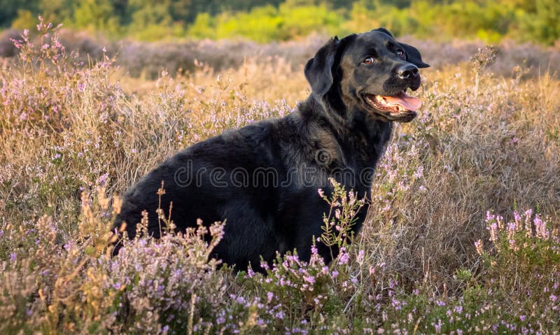 Black Labrador Retriever Standing in the Lavender Fields Stock Photo ...