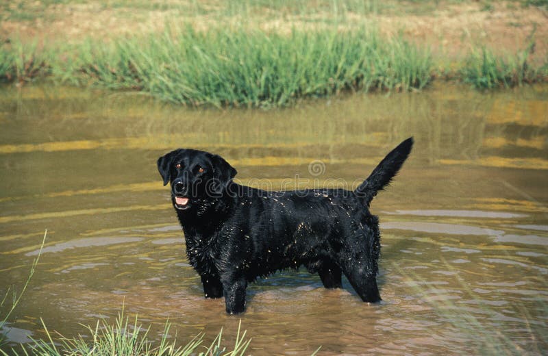 Black Labrador Retriever Standing in Water Stock Image - Image of ...