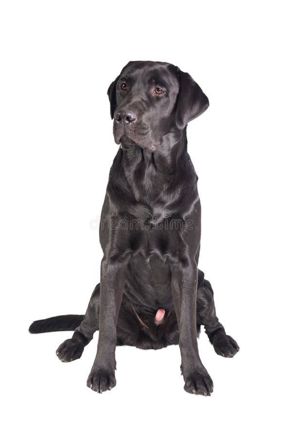 Black labrador retriever stock image. Image of doggy - 84125135