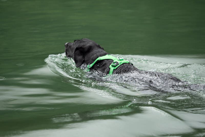Black Labrador Retriever is Swimming Stock Photo - Image of portrait ...