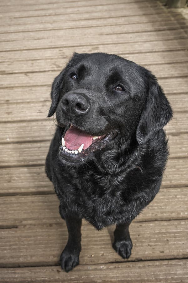 Black Labrador Retriever at Virginia Water Stock Photo - Image of black ...