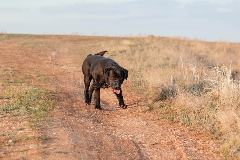 Black Labrador Retriever Walks in a Field Stock Image - Image of ...