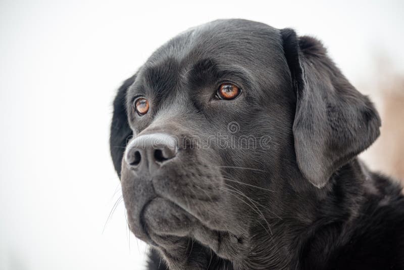 Black Labrador Retriever in Winter. Dog, Pet Stock Image - Image of ...