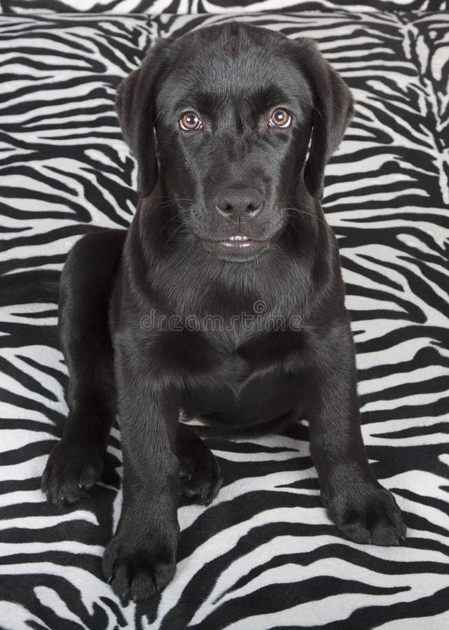 Black Labrador Retriever Puppy Stock Photo - Image of labrador, breed ...