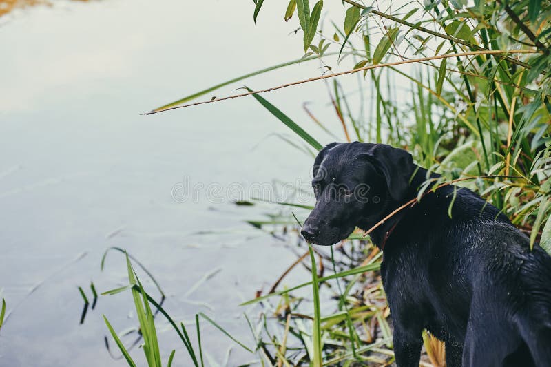 Black Labrador by the River in the Reeds, Evening Stock Photo - Image ...