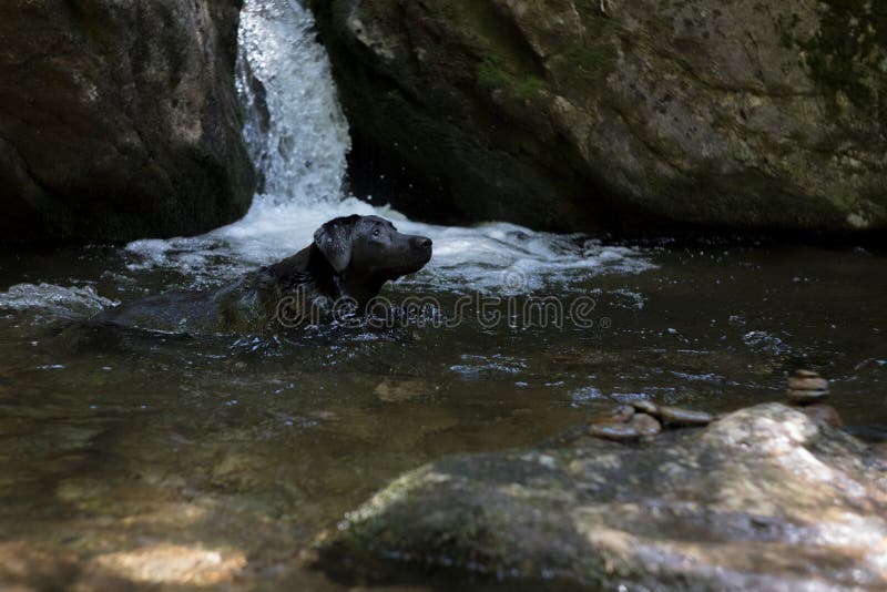 Black Labrador in River, Wales Stock Photo - Image of retriever ...