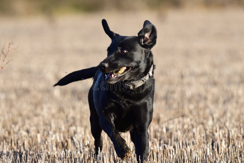 Black Labrador Running Across a Field Stock Image - Image of animals ...