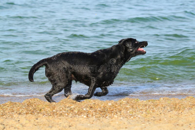 The black labrador running by the sea, The nice cute black labrador ...
