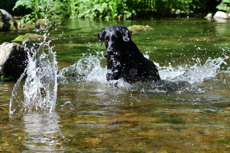 Black Labrador Playing in the Water Stock Photo - Image of happiness ...
