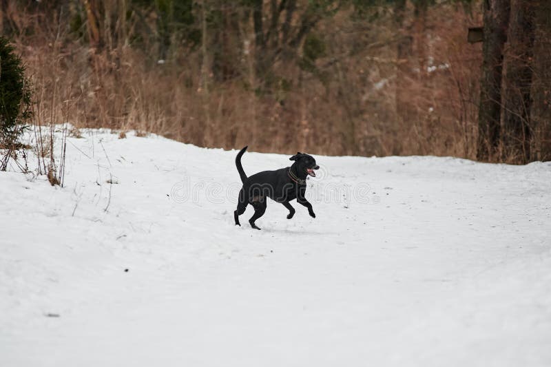 Black Labrador Runs through the Snow in Winter in the Forest Stock ...