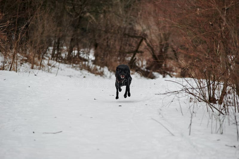 Black Labrador Runs through the Snow in Winter in the Forest Stock ...