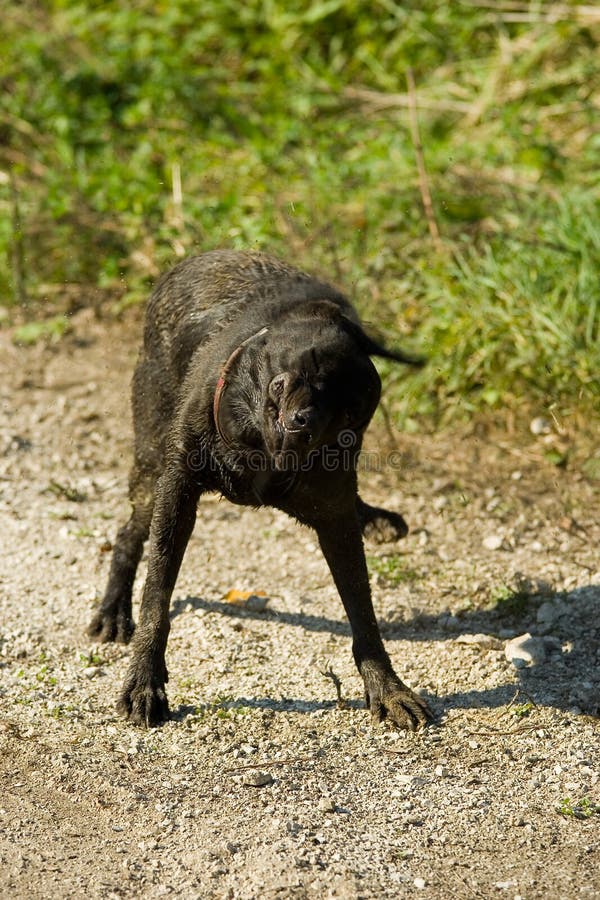 Dog Shake Picture. Image: 1175306