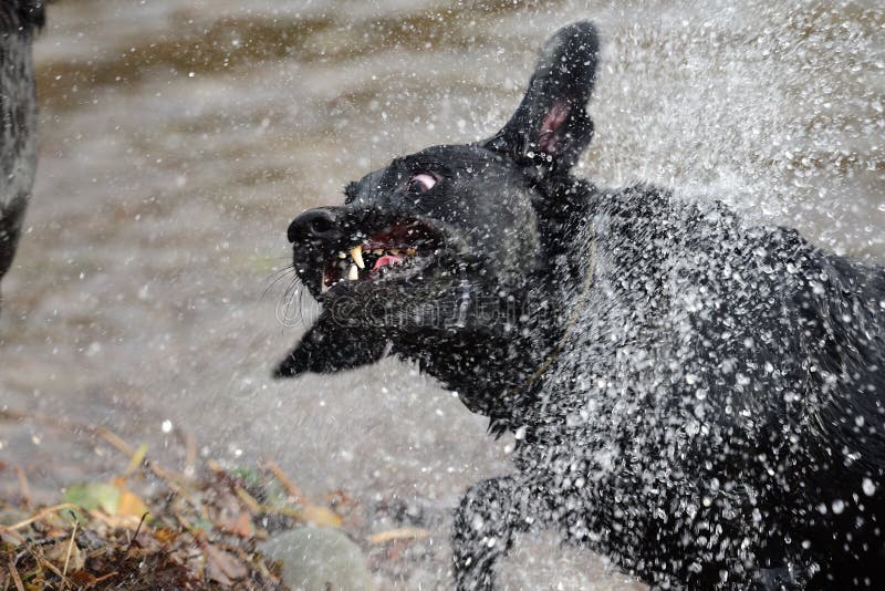 Labrador Shaking Water Off Its Body Stock Image - Image of water, doggy ...