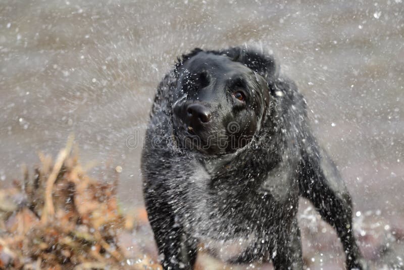 Labrador Shaking Water Off Its Body Stock Image - Image of water, doggy ...