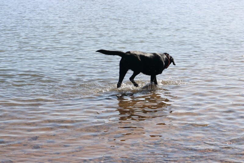 Black Labrador in Shallow River Stock Image - Image of carnivoran ...