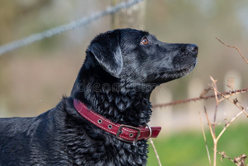 Black Labrador stock image. Image of rural, retriever - 203139267
