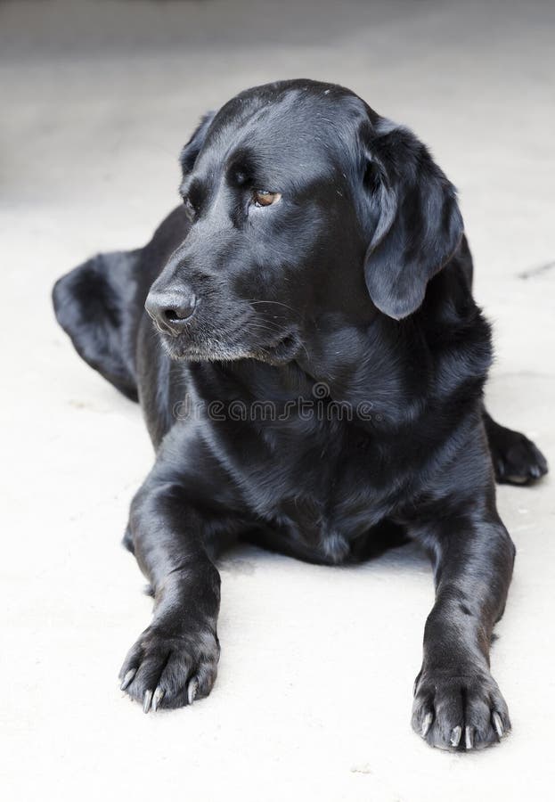 Black Labrador Sitting in the Courtyard Looking Aside Stock Image ...