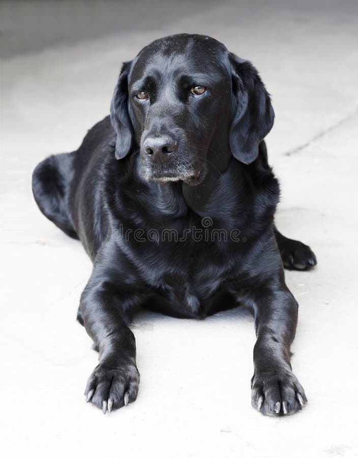 Black Labrador Sitting in the Courtyard Stock Photo - Image of labrador ...