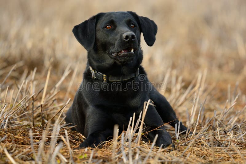 Black Labrador Sitting in a Field Stock Photo - Image of portrait ...