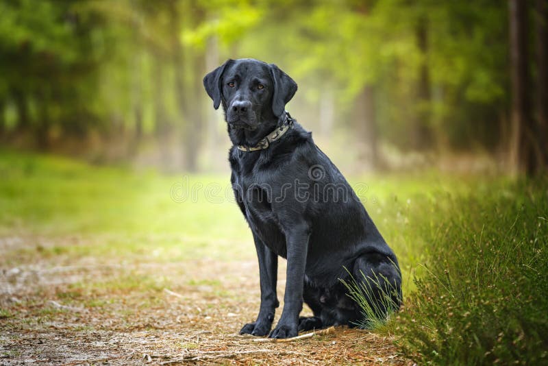 Black Labrador Sitting in the Forest and Looking at the Camera with ...