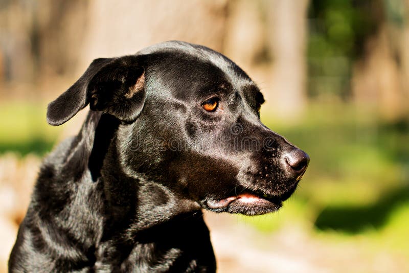 Black Labrador Sitting Outside in the Sun Stock Image - Image of pets ...