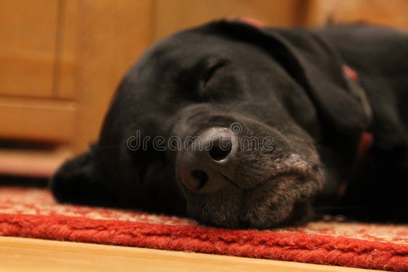Black Labrador Sleeping on a Rug Stock Image - Image of sleeping ...
