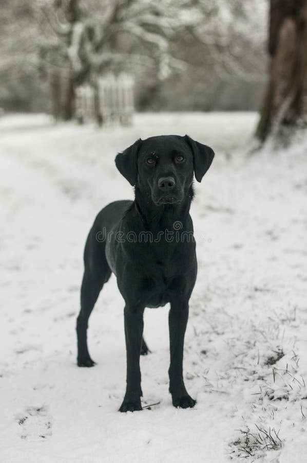 Black labrador in the snow stock image. Image of retriever - 49735905