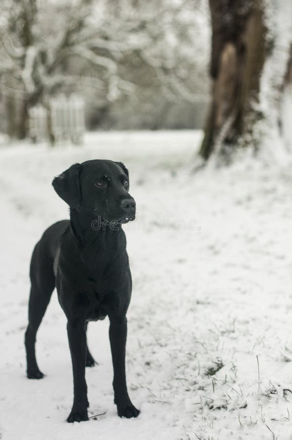 Black labrador in the snow stock image. Image of outdoors - 49736609
