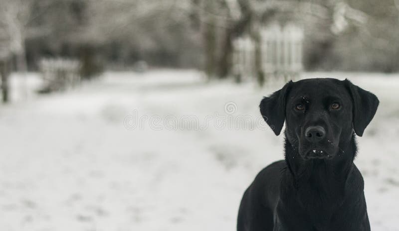 Black labrador in the snow stock image. Image of young - 49736611