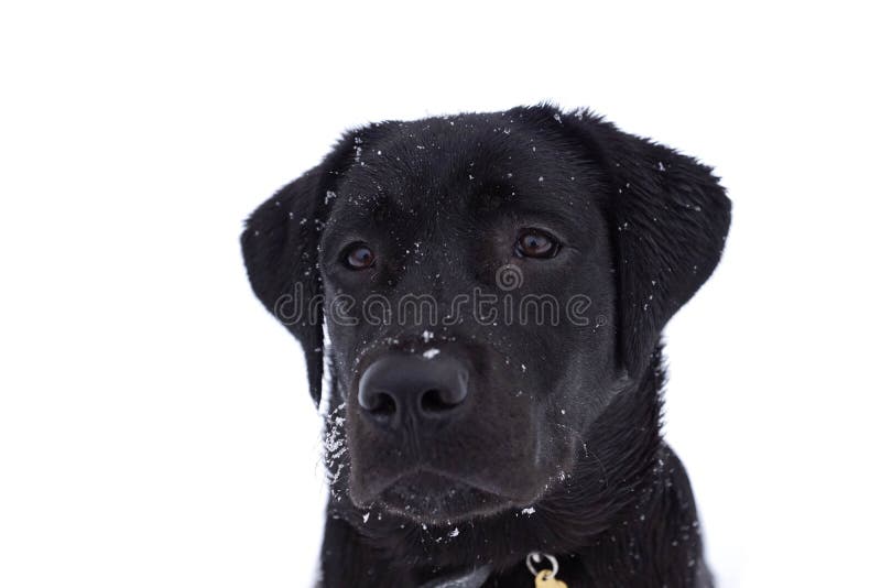 Black labrador on snow stock image. Image of sight, white - 108414101