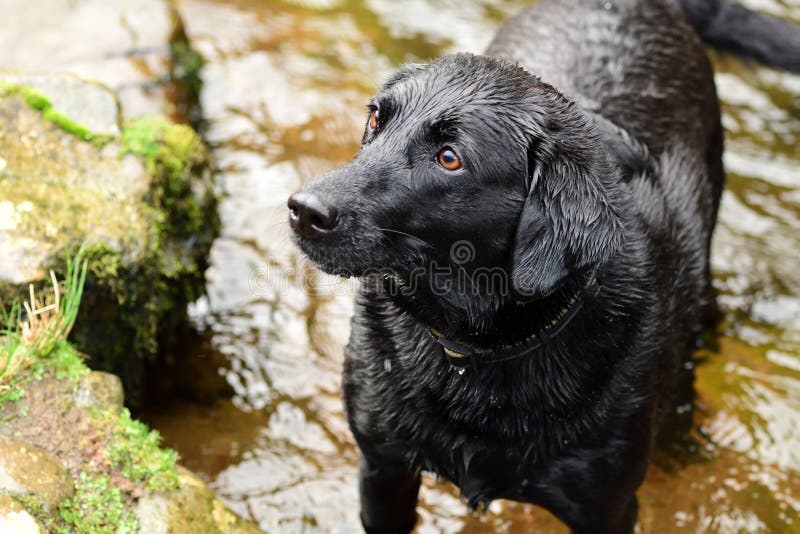 Black Labrador Standing in a River Stock Image - Image of animals ...