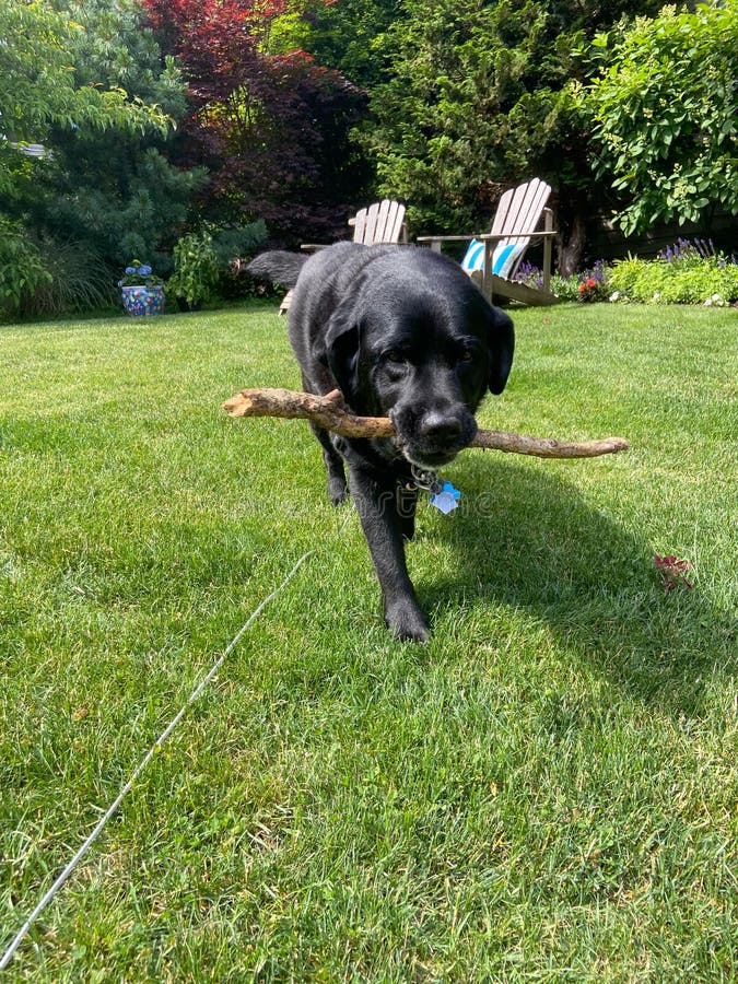 Black Labrador with a Stick Stock Image - Image of cheerful, decorative ...