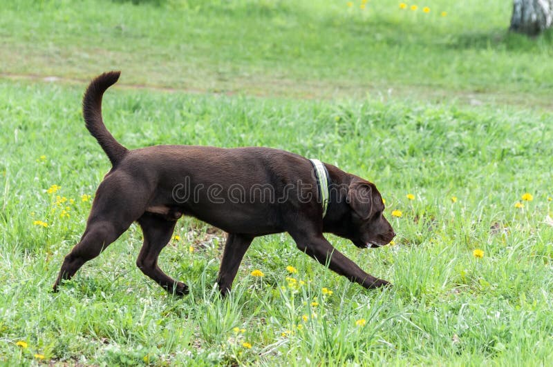 Black Labrador during a Summer Walk. Labrador on the Green Lawn Stock ...