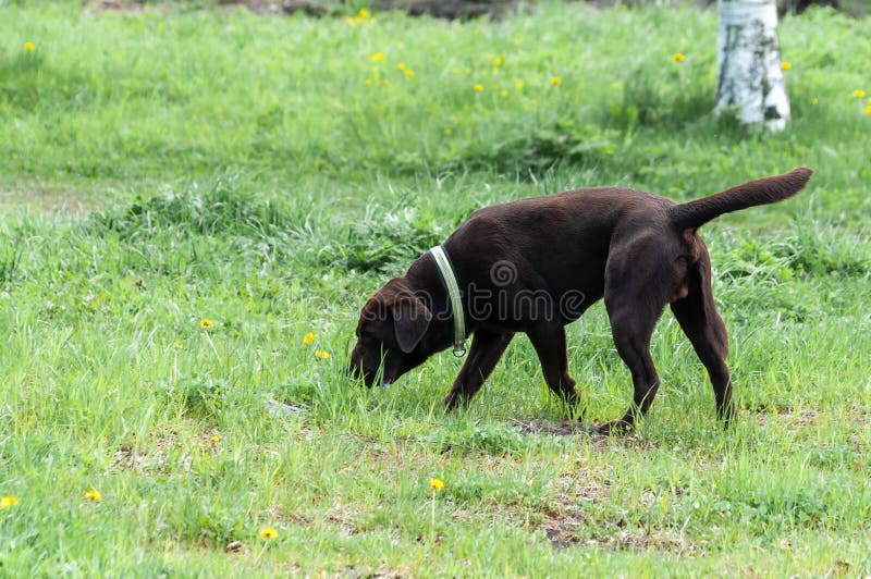 Black Labrador during a Summer Walk. Labrador on the Green Lawn Stock ...