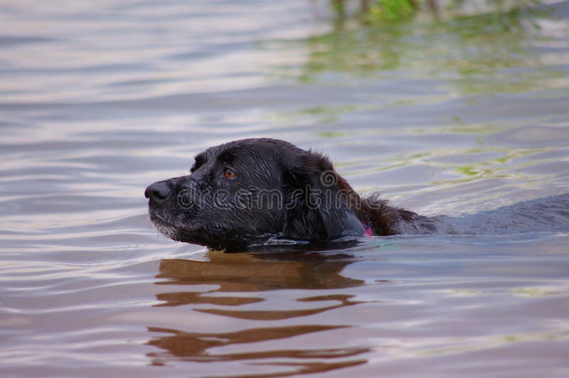Black Labrador Swimming stock image. Image of water, closeup - 39905627