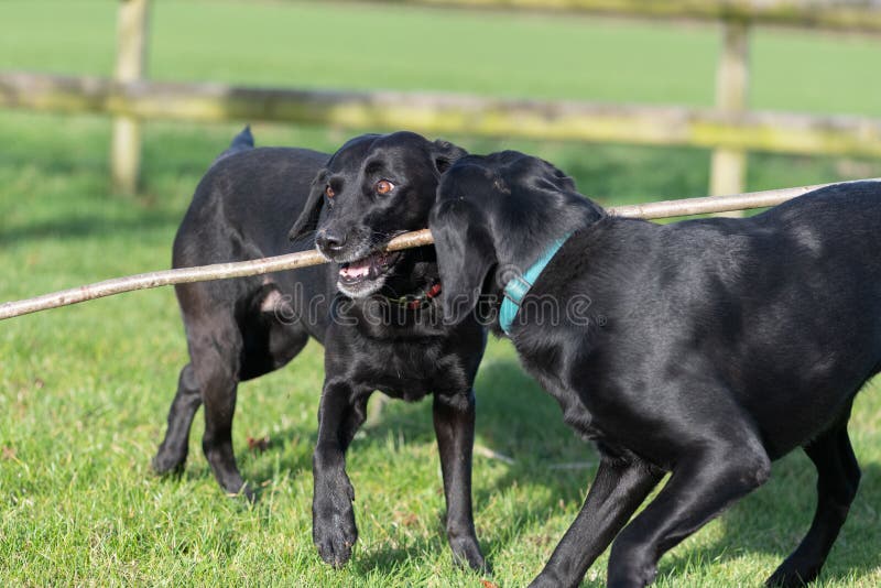 Black Labrador stock image. Image of cute, playful, close - 205958021