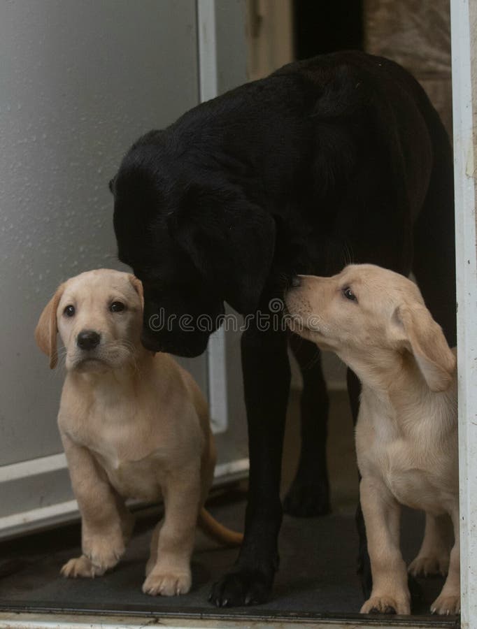 Black Labrador and Two Yellow Puppies Stock Image - Image of labrador ...