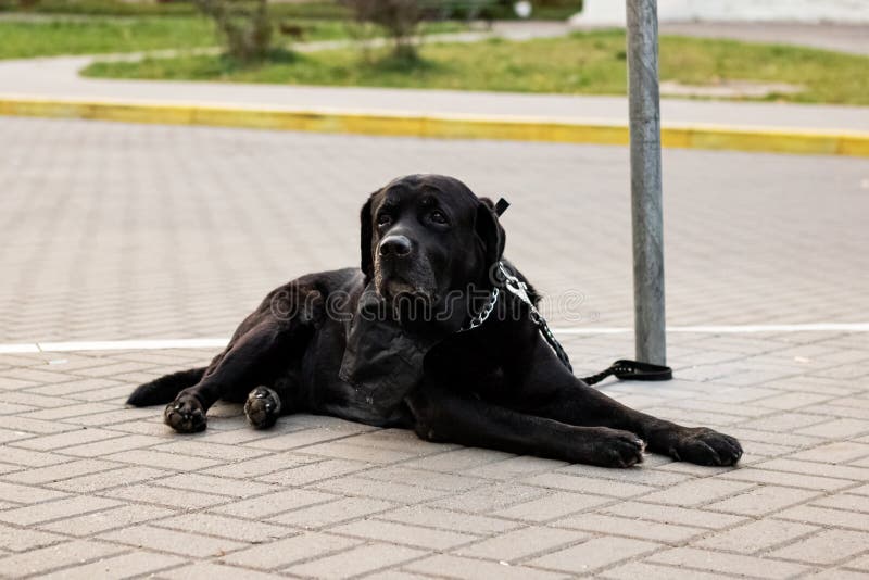 Black Labrador is Waiting on Sidewalk at Store Stock Image - Image of ...
