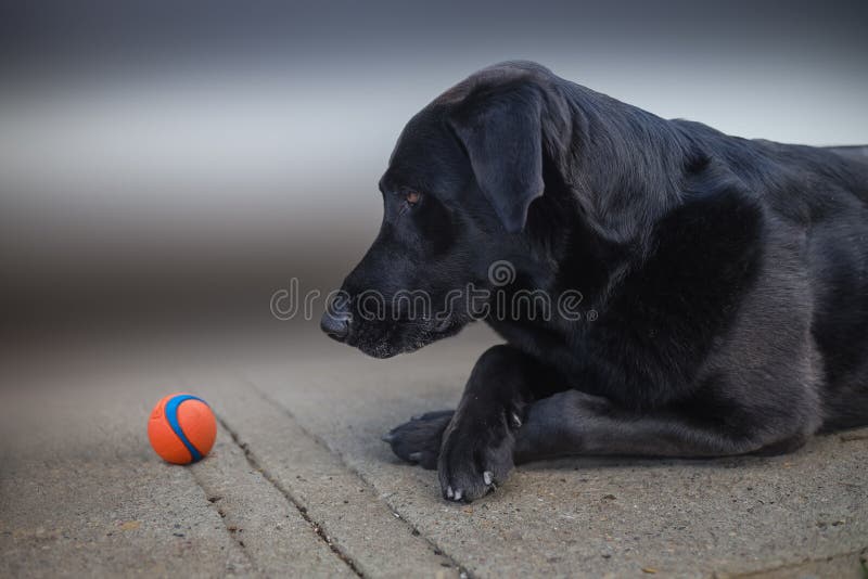 Black Dog Watching a Ball on the Sidewalk Stock Photo - Image of ...