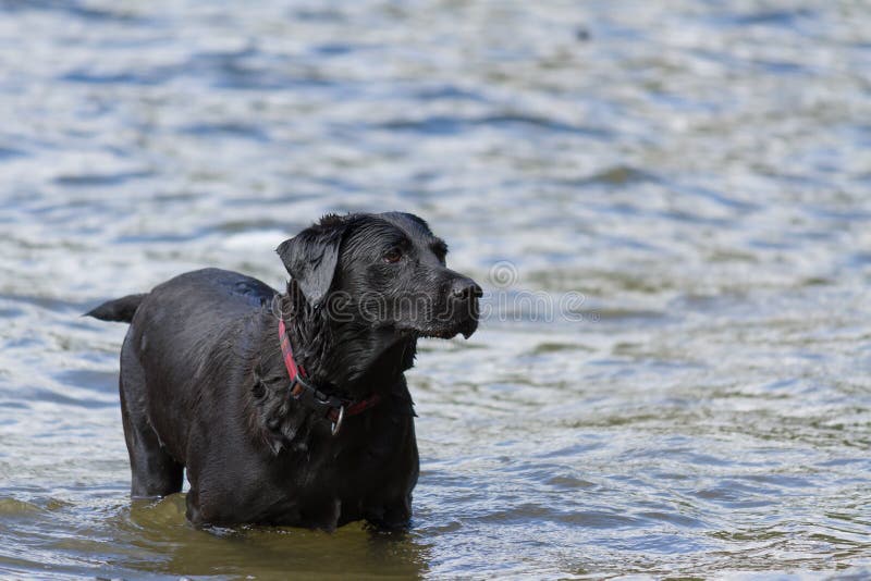 Black Labrador stock image. Image of hound, cute, puppy - 33360727